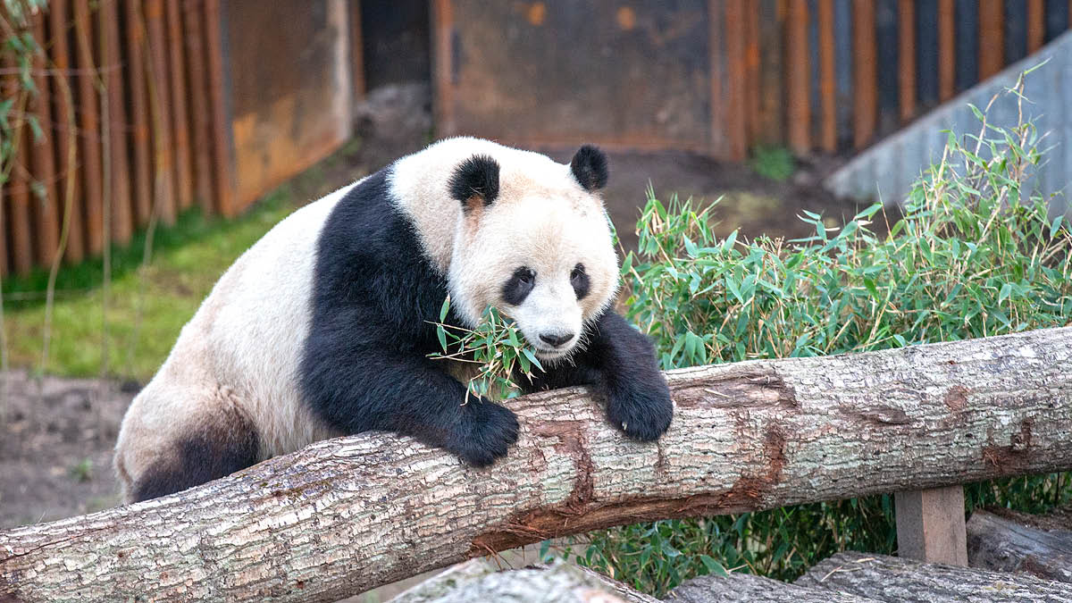 SE BILLEDERNE: Her er Danmarks nye panda | BILLED-BLADET